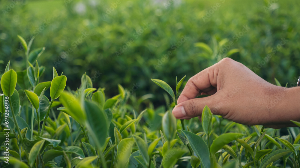 Woman hand plucking green tea tree picking bud young tender camellia ...