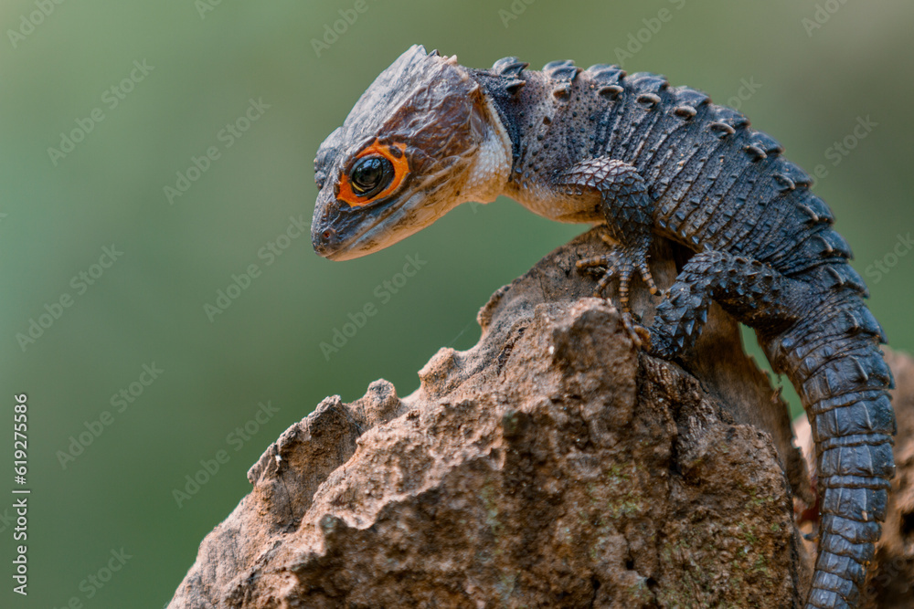 Red-Eyed Crocodile Skink (Tribolonotus gracilis), animal closeup Stock ...