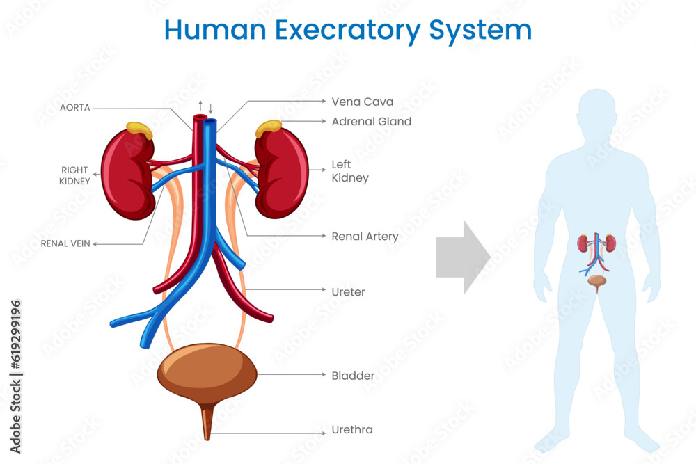 The human excretory system eliminates waste products, regulates fluid ...