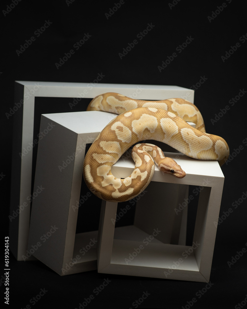 Yellow python with brown spots crawling on cubes. A portrait of a ball ...