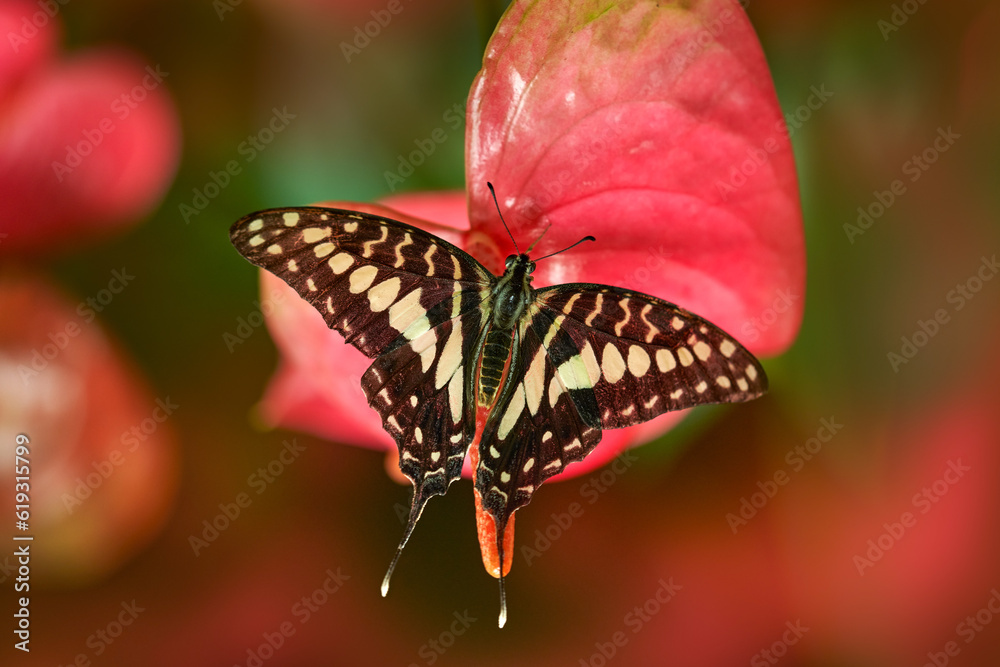 Graphium doson, common jay, butterfly from Papilionidae swallowtails ...