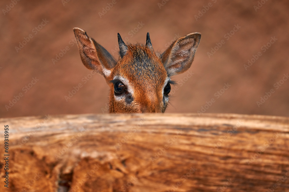 Big eye antelop, hidden behind the tree trunk. Kirk's dik-dik from ...