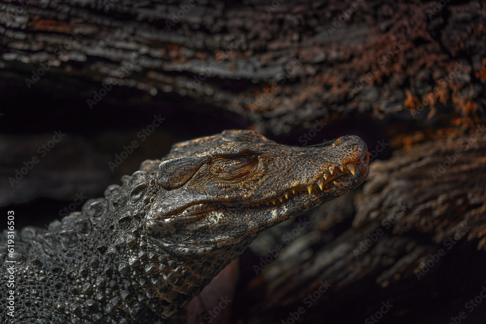 Cuvier's dwarf caiman, Paleosuchus palpebrosus, crocodilian in the ...