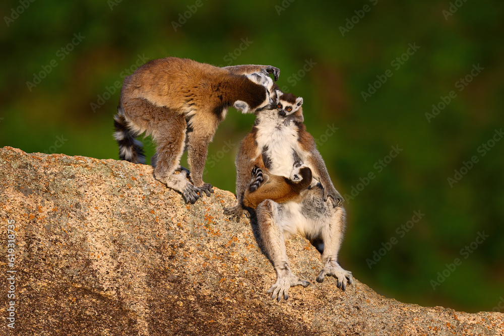Madagascar wildlife. Monkey family, young cub. Madagascar wildlife ...