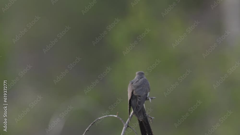Video Stock Common Cuckoo, Cuculus canorus, sitting on the tree branch ...