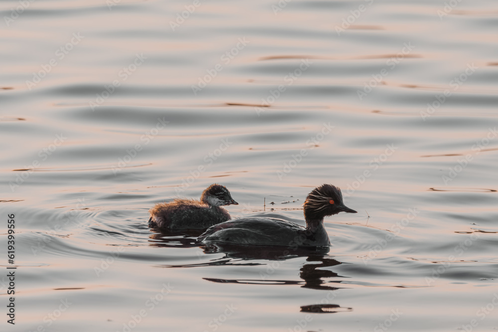 Black-necked female grebe and its chick swim in the lake at sunset ...