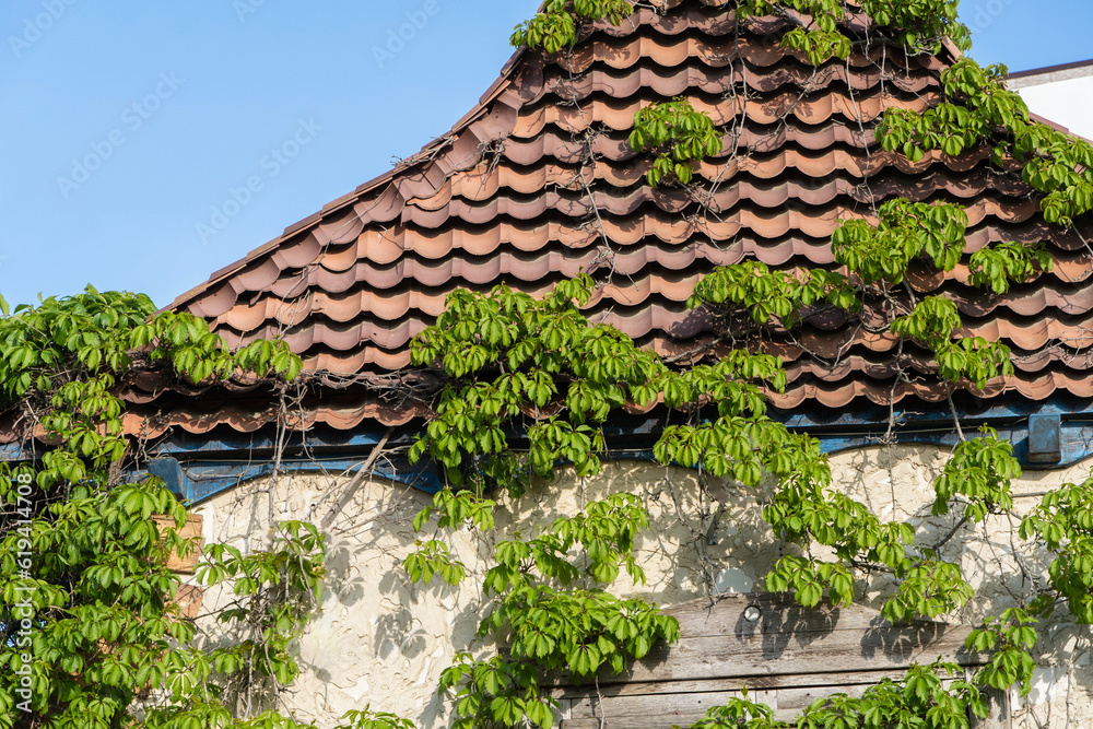 Gabled tiled roof of old house overgrown with green leaves of ...