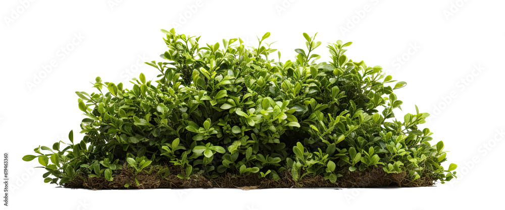 bush on transparent background, png Stock Photo | Adobe Stock