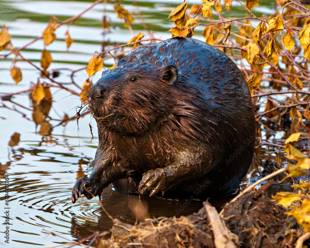 Beaver Photo and Image. Close-up front view, sitting in water with ...