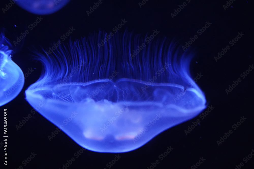 Box jellyfish (class Cubozoa) invertebrates distinguished by their box ...