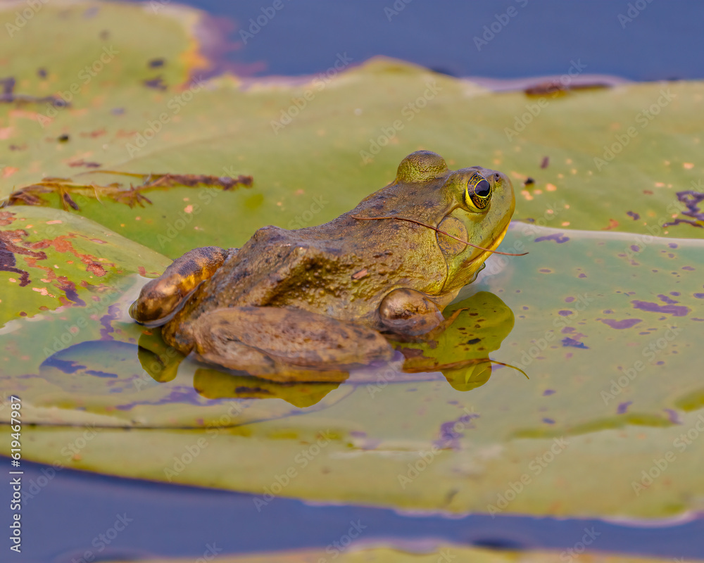 Frog Photo and Image. Sitting on a water lily in the water displaying ...