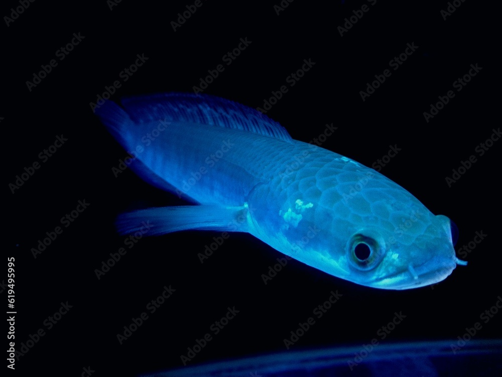 mde, isolated A fish of Channa striata underwater in the aquarium Stock ...
