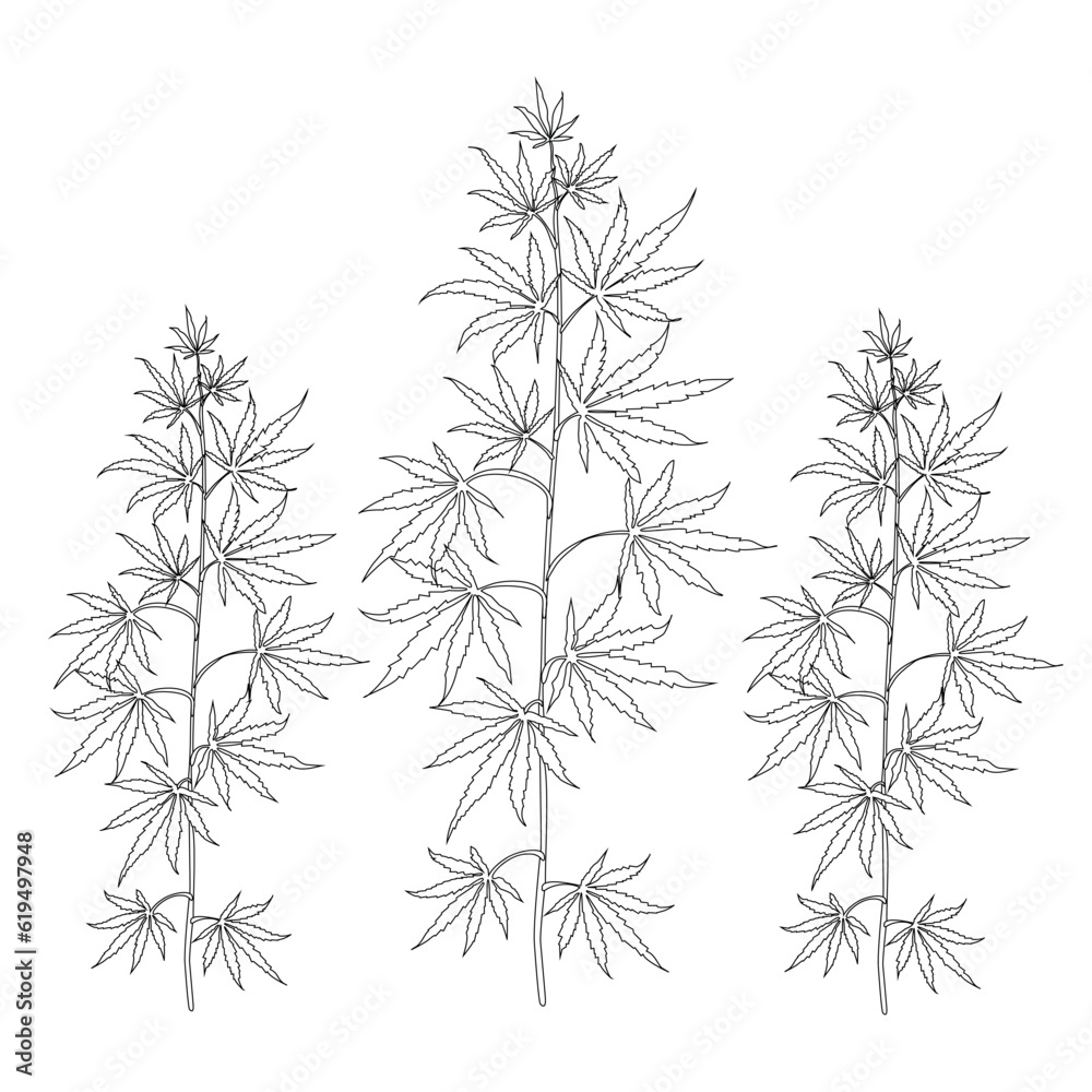 Cannabis plants. Coloring. Black outline on a white background. Stock ...