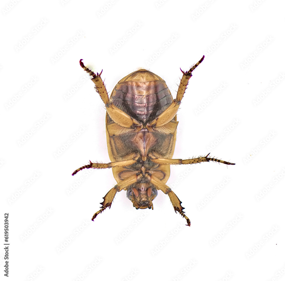 Pelidnota punctata - the grapevine beetle, spotted June beetle or ...
