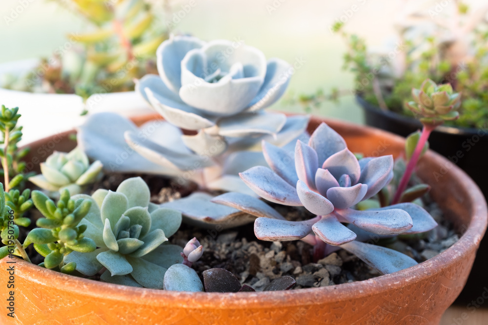 Succulent plants in pot, close-up. Echeveria, sedum and crassula ...