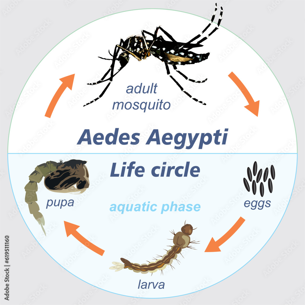 Aedes Aegypti life circle mosquito dengue zika chikungunya transmitter ...