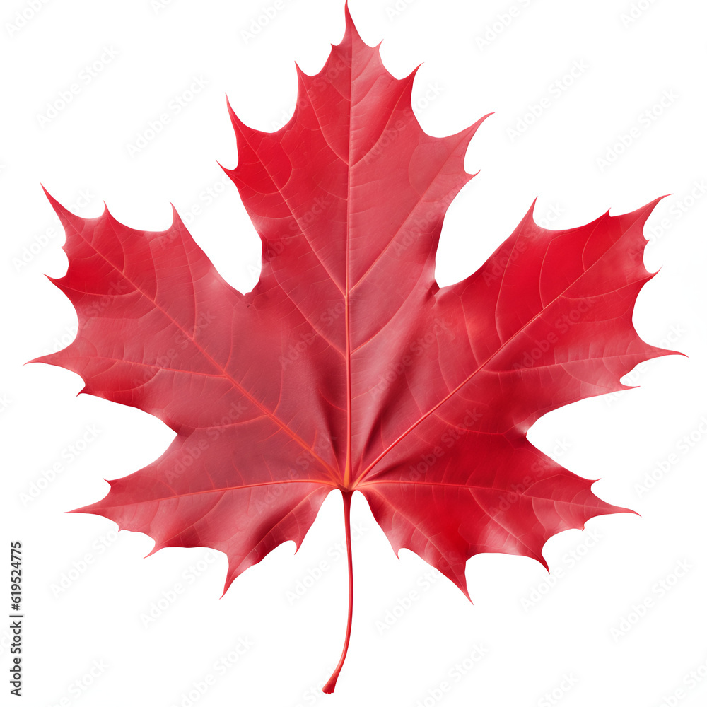 leaf09 red sugar maple leaf leaves plant nature foliage stalk green ...