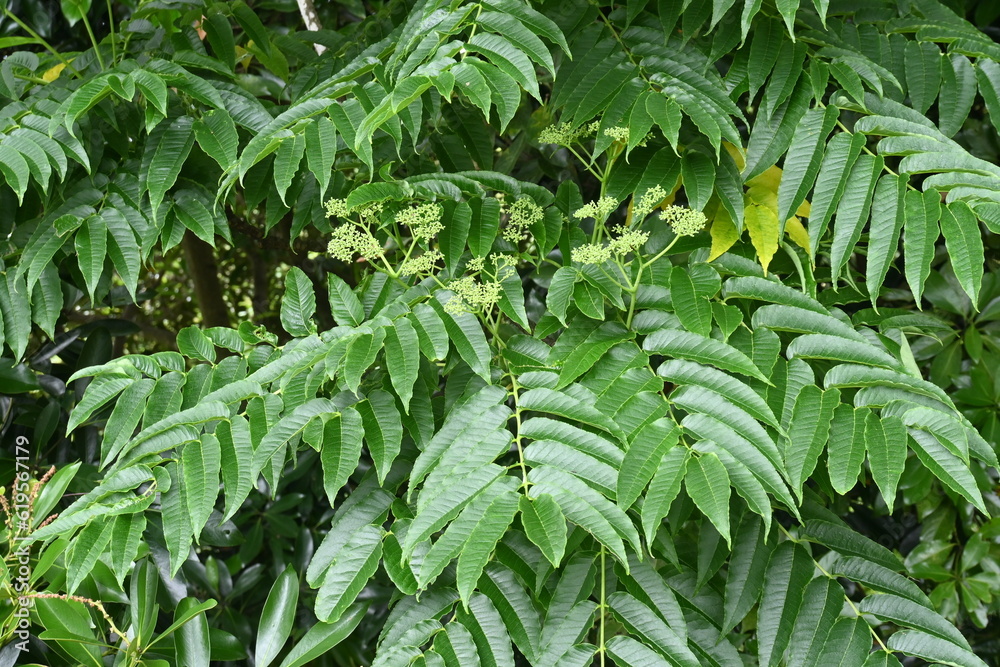 Japanese prickly ash ( Zanthoxylum ailanthoides ) tree. Rutaceae ...
