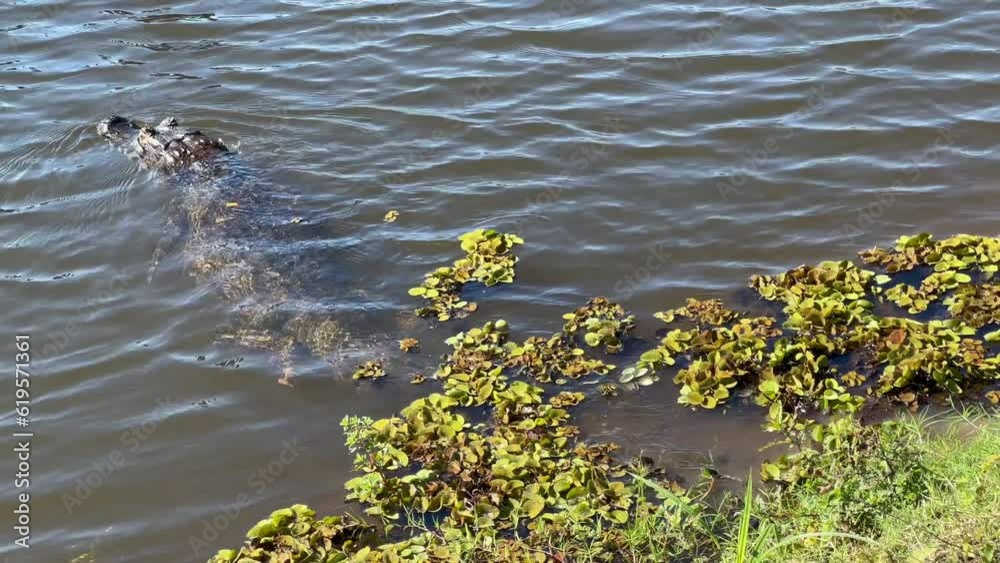 Caiman, also spelled cayman, any of several species of Central and ...