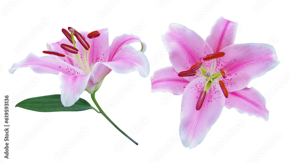 Beautiful hybrids pink Asiatic lily flowers with green leaf of Lilium ...