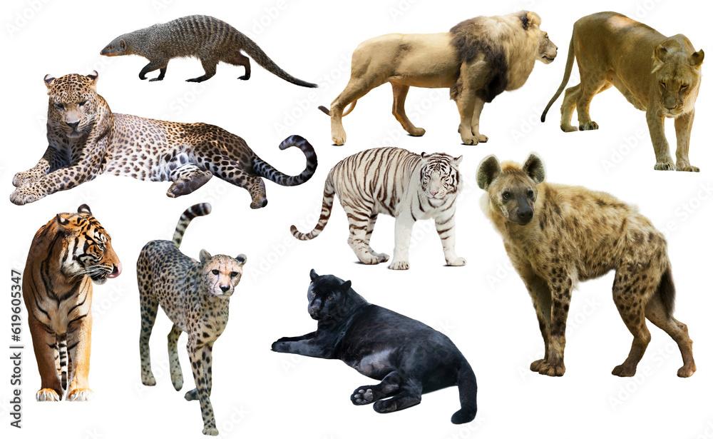 African predator animals isolated over white background, mainly Felidae ...