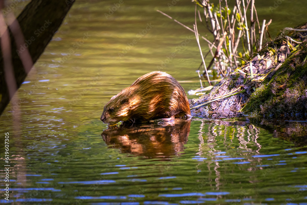 muskrat on the side of lake in a state park wild life refuge Stock ...