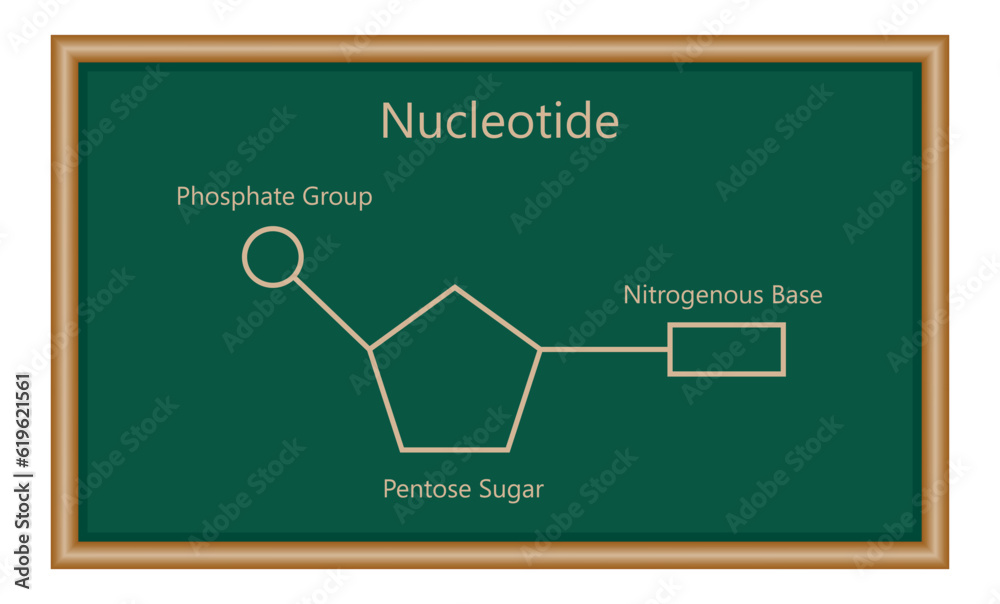 Chemical structure of DNA nucleotide. Three parts of a nucleotide ...