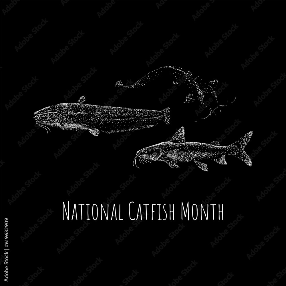 National Catfish Month hand drawing vector isolated on black background ...