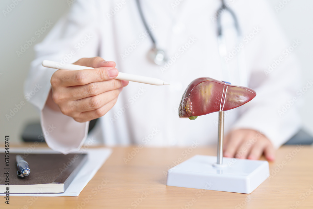 Doctor with human Liver anatomy model. Liver cancer and Tumor, Jaundice ...