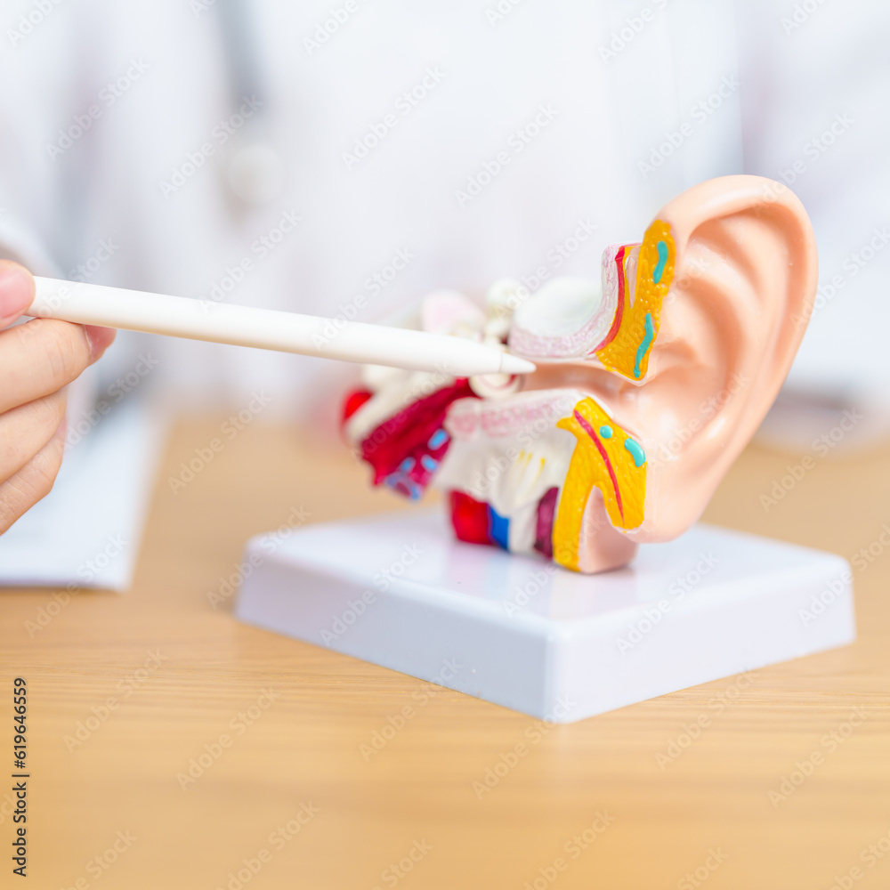 Doctor with human Ear anatomy model. Ear disease, Atresia, Otitis Media ...
