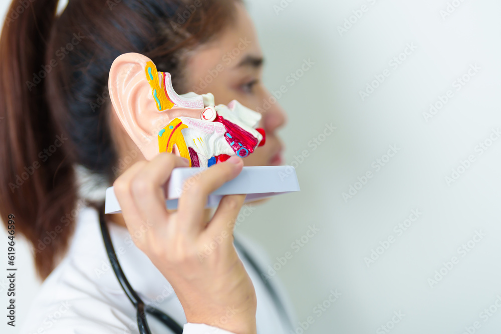 Doctor holding human Ear anatomy model. Ear disease, Atresia, Otitis ...