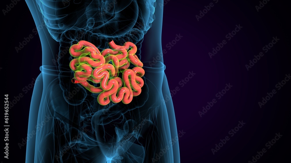human small intestine anatomy .3d render Stock Illustration | Adobe Stock