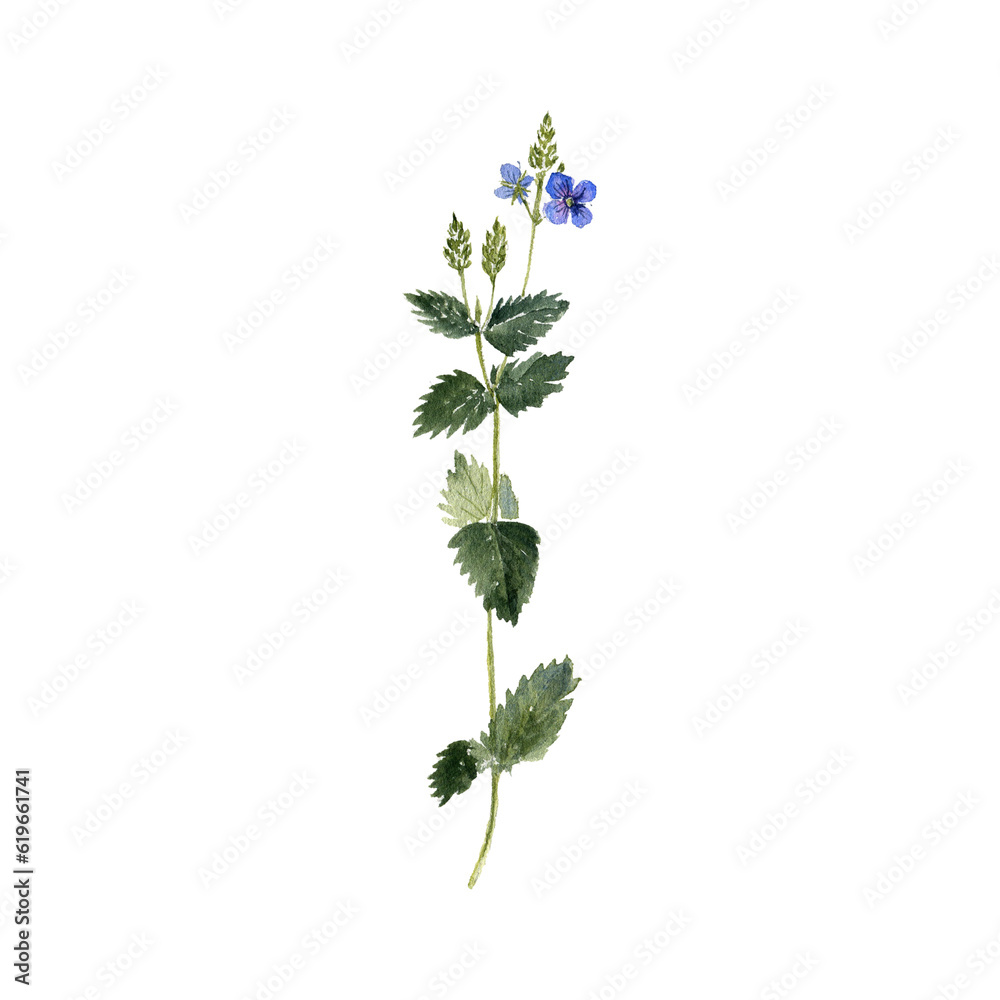 watercolor drawing plant of germander speedwell with leaves and flower ...