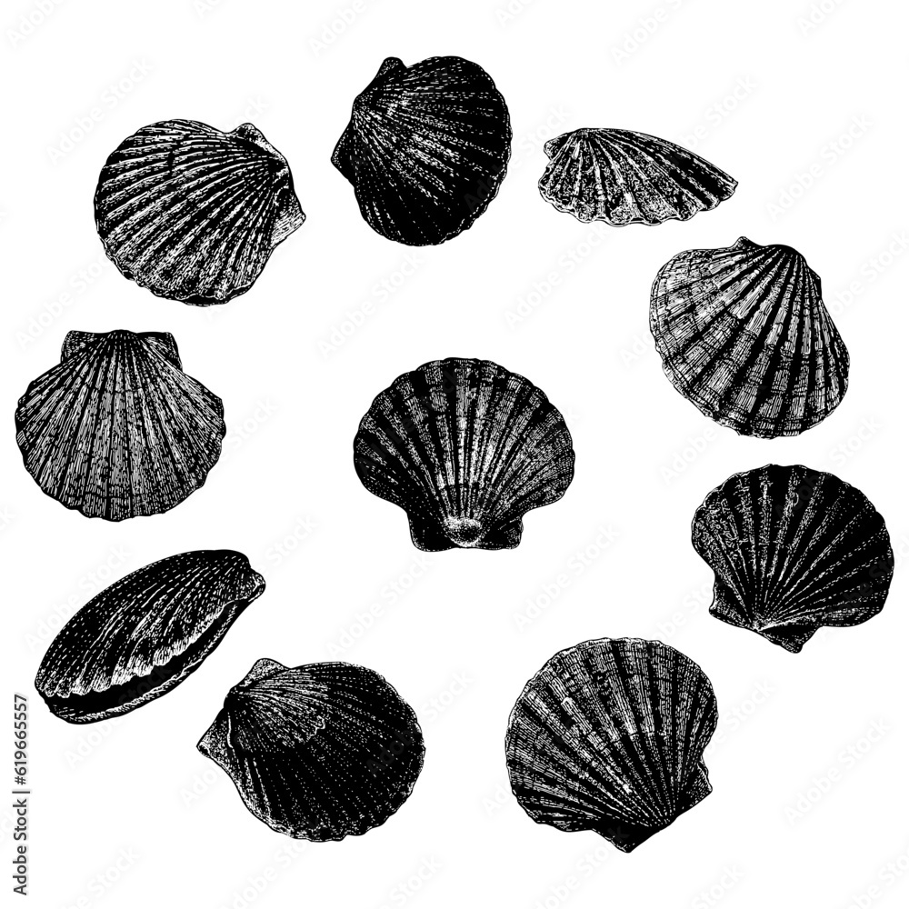Scallops hand drawing vector isolated on background. Stock Vector ...