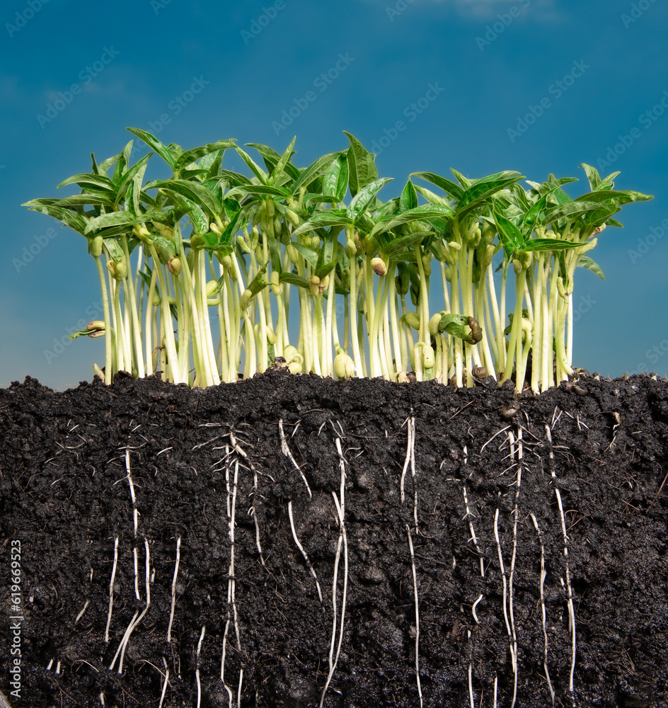 Growing plant with underground root visible in soil and sky nature ...