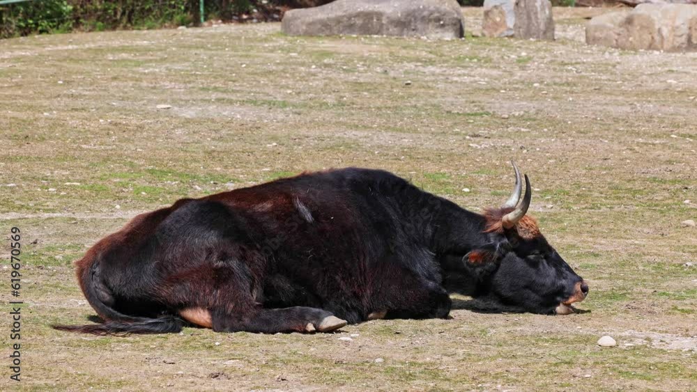 Heck cattle, Bos primigenius taurus, claimed to resemble the extinct ...