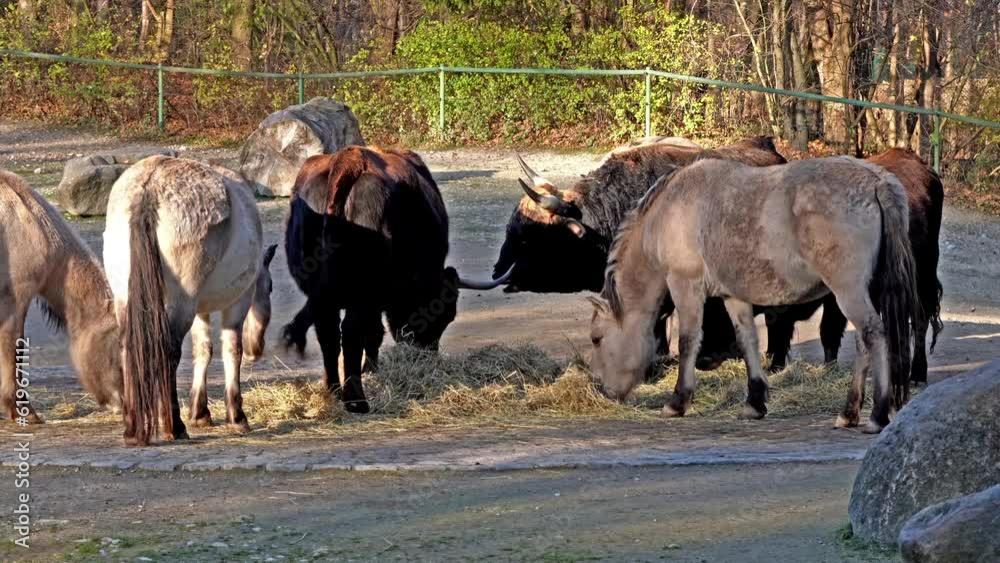 Heck cattle, Bos primigenius taurus, claimed to resemble the extinct ...