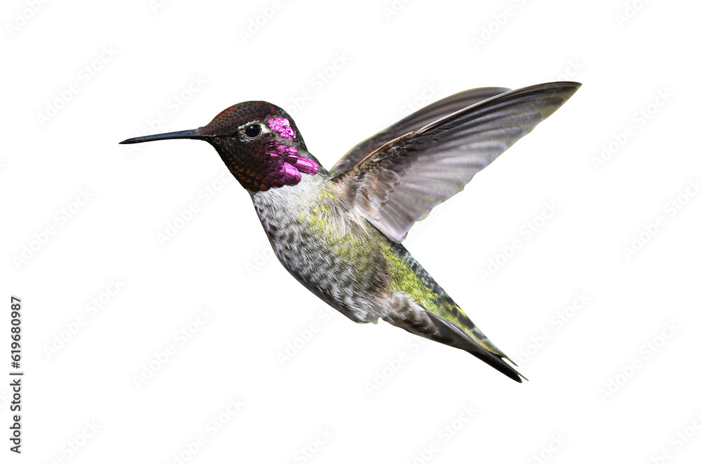 hummingbird png image _ hummingbird in isolated white background Stock ...