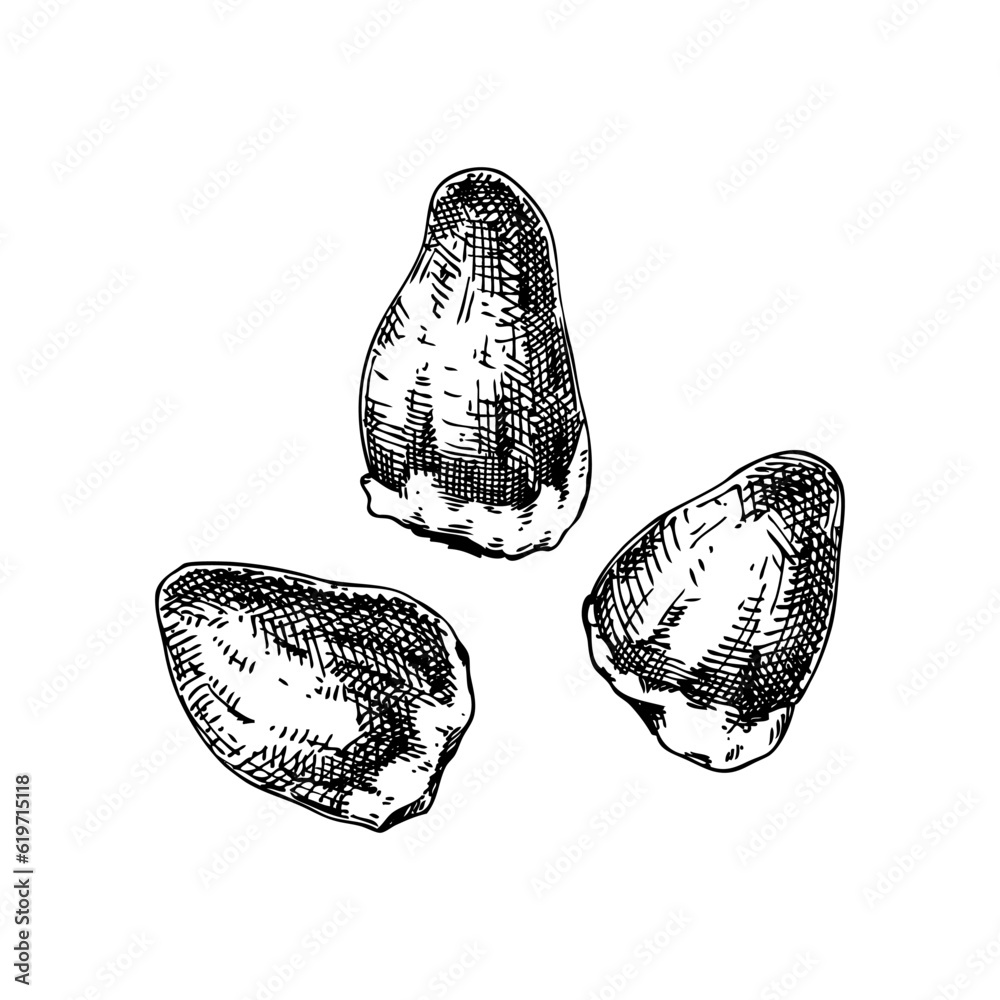 Hand drawn chicken hearts sketches set. Internal organs of poultry ...