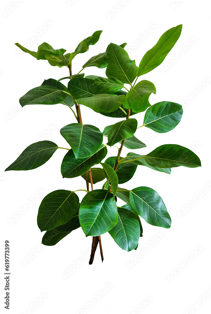 Plante d'intérieur ficus détouré et isolé sur fond transparent pour ...