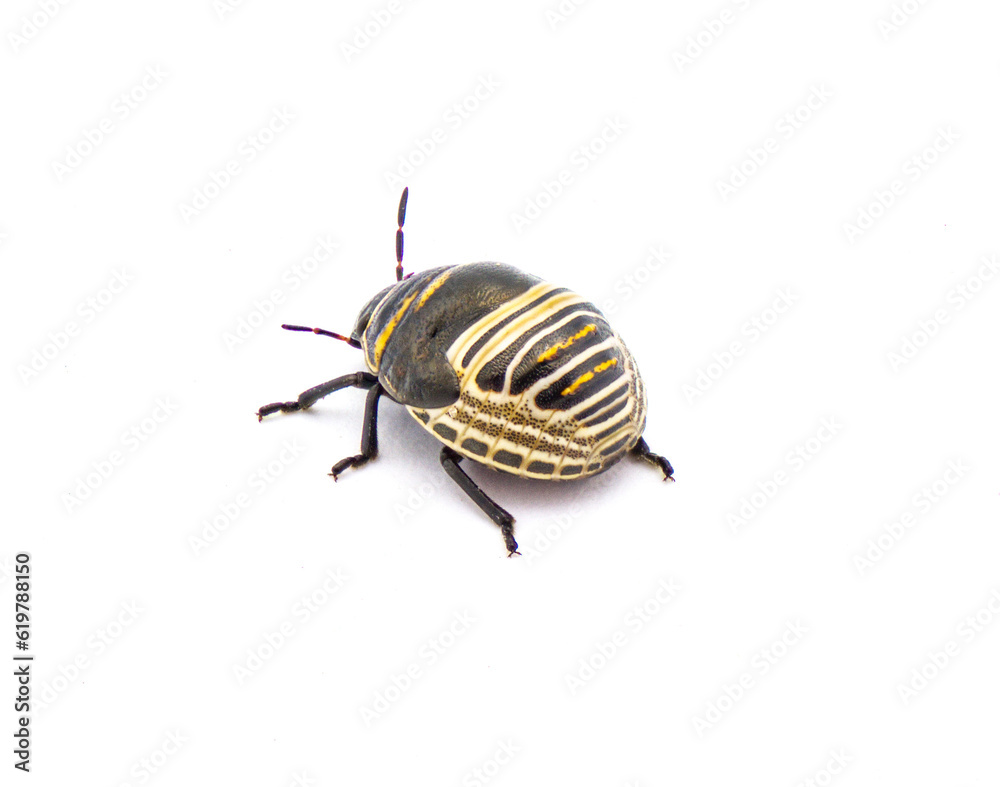 Jewel bug - orange yellow and black shield back or backed beetle ...