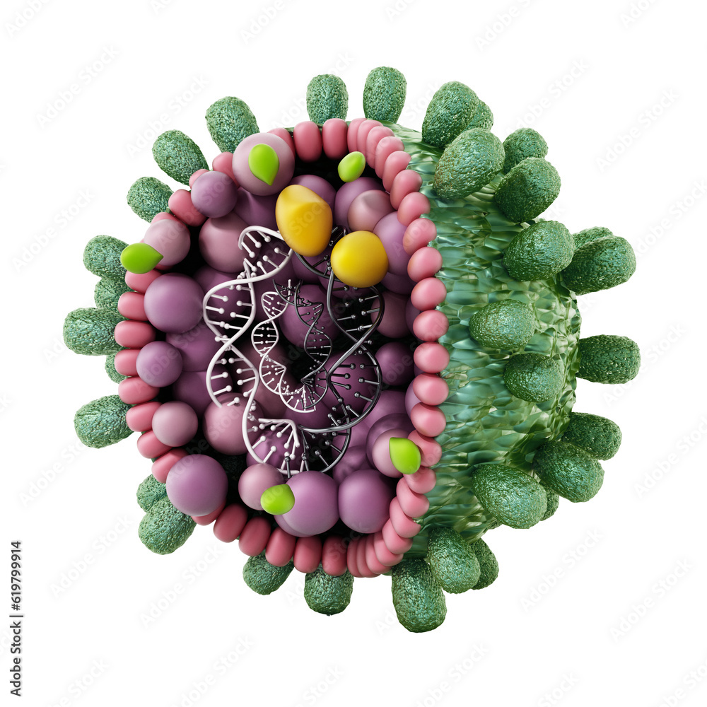 Structural detail of Hepatitis B virus isolated on transparent background. 3D illustration Stock ...