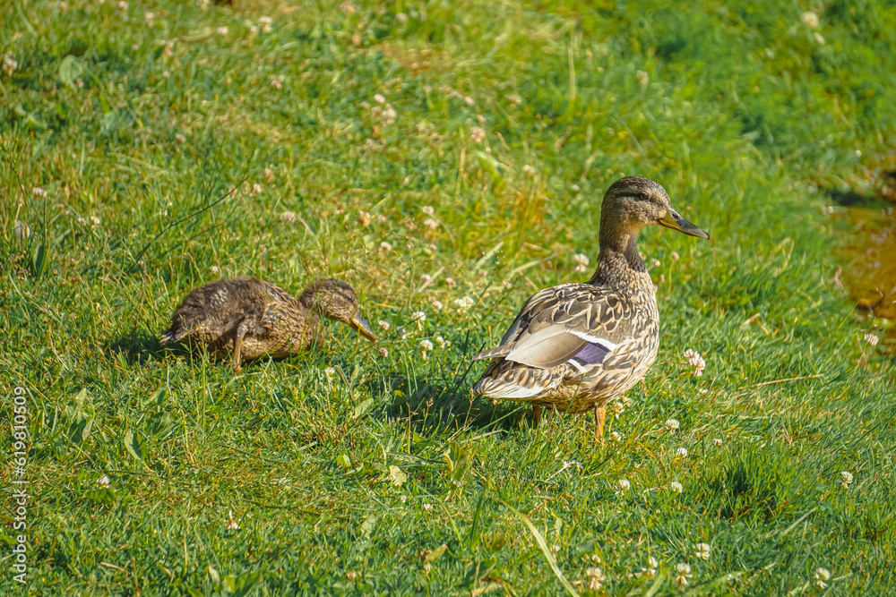 Mallard female with little ducklings in a living nature on the river on ...