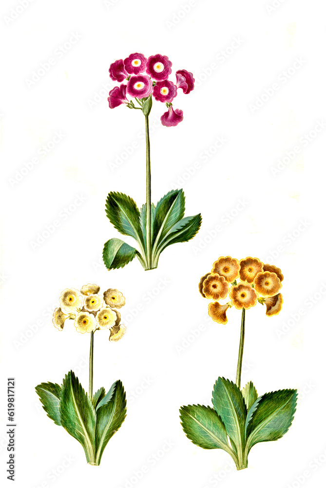 Bastard-Aurikel Primula × pubescens, Syn. Primula × hortensis Wettst ...