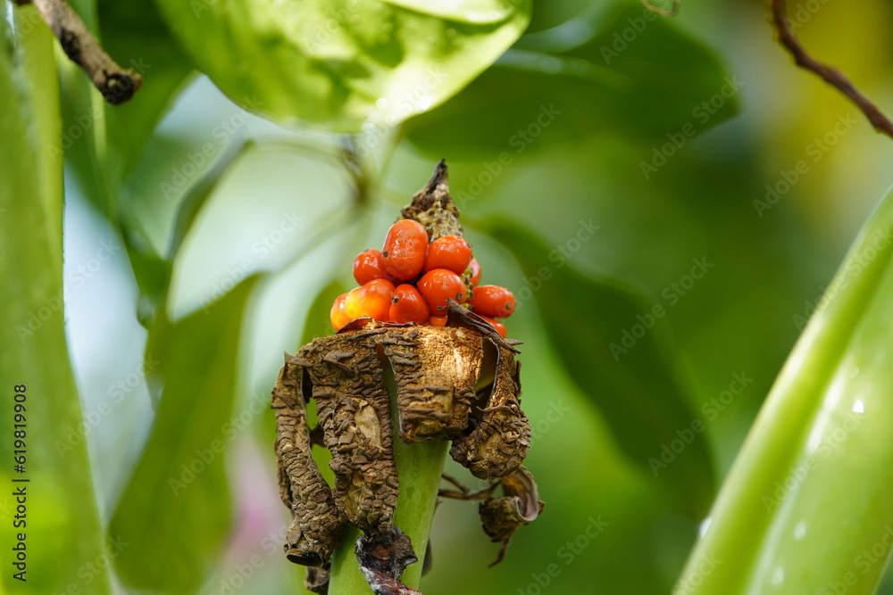 Infructescence with ripe berries from Alocasia macrorrhizos is a ...