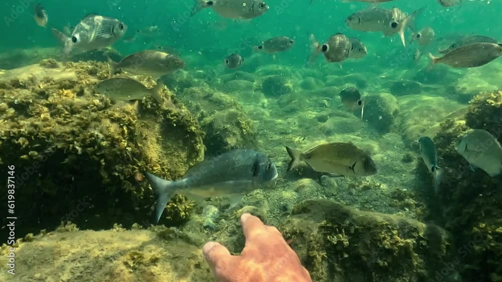 Trying to catch by hand an isolated saddled sea bream fish swimming ...