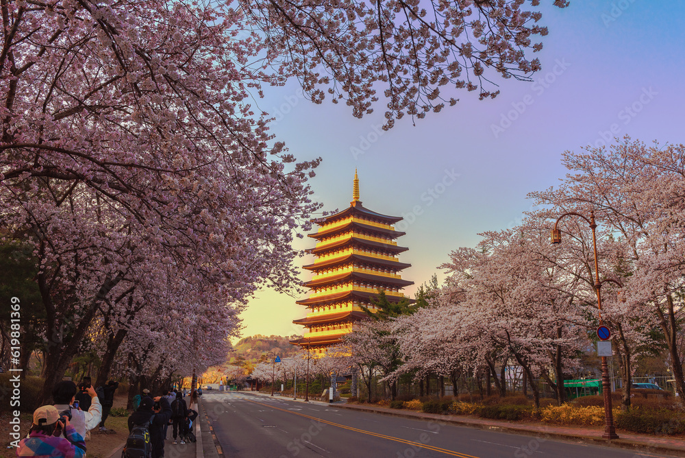 Beautiful cherry blossoms in spring in Gyeongju South Korea. Gyeongju ...