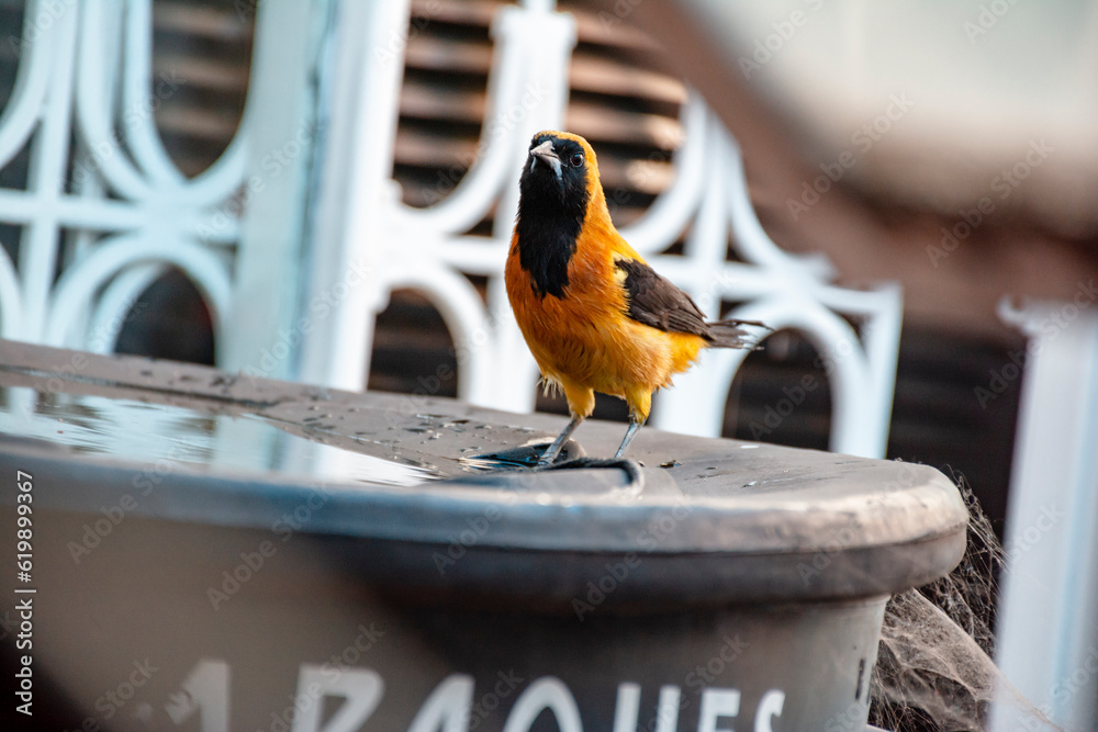 latin american bird known as turpial montañero, bolsero dorado dorado ...