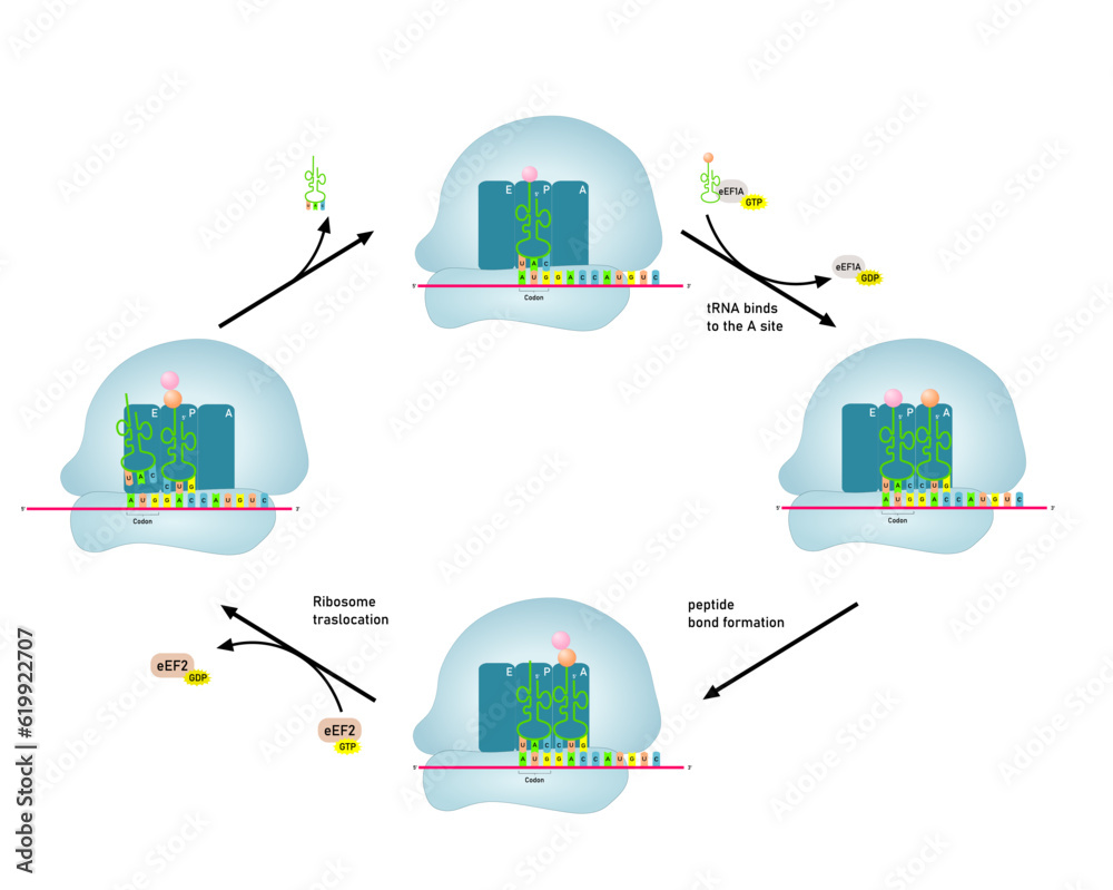 Vecteur Stock The elongation of translation in Eukaryotic organisms ...