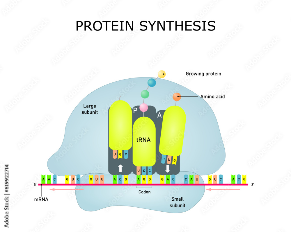 Protein synthesis, mRNA translation in a ribosome. Vector illustration ...